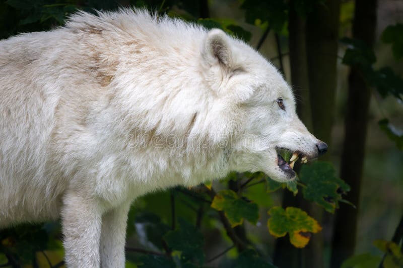 White Wolf Baring Teeth in Forest. Stock Image - Image of autumn, white ...