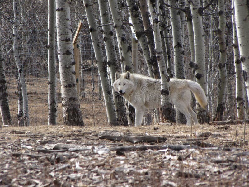 Big White Wolf Stock Images - Download 1,228 Royalty Free Photos