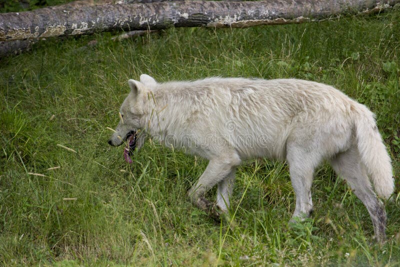 White Wolf stock image. Image of wolf, america, furry - 75907939