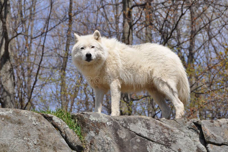 White wolf on cliff stock photo. Image of wolf, animal - 49634292