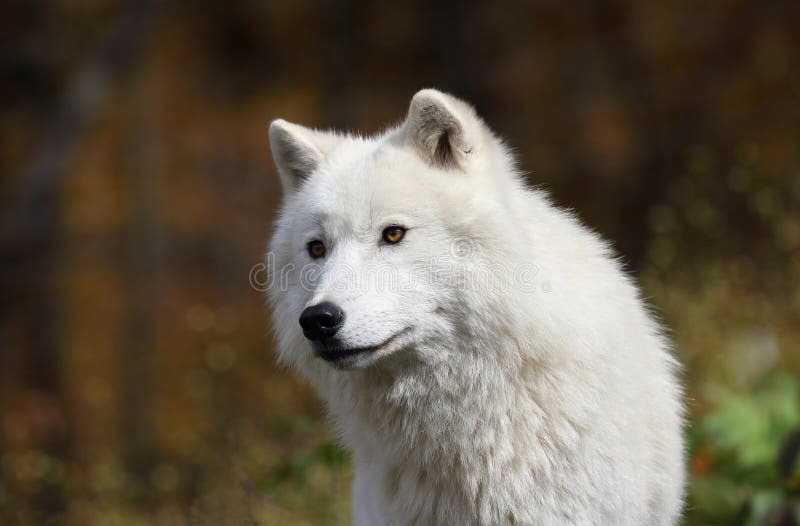 White wolf stock image. Image of arctic, power, wolf - 35711509