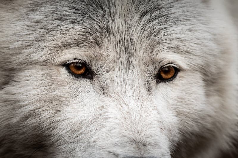 White wolf in the forest stock image. Image of closeup - 166338467