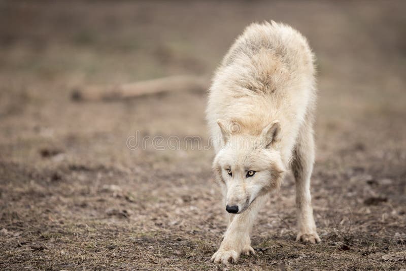 White wolf in the forest stock photo. Image of nature - 166341476