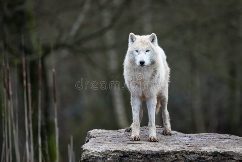 White wolf in the forest stock image. Image of fierce - 173947023