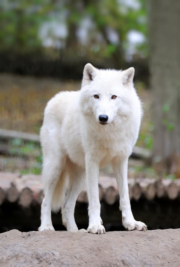 White wolf in forest stock photo. Image of quadruped - 22379954