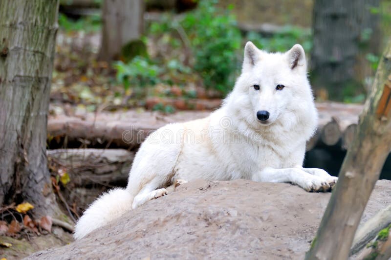 24+ White wolf forest Free Stock Photos - StockFreeImages