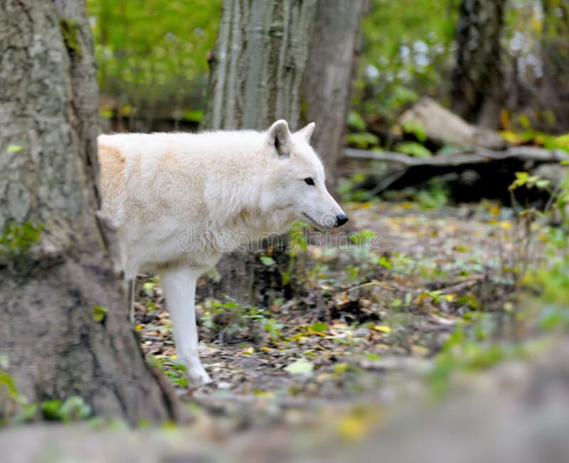 White wolf in forest stock photo. Image of quadruped - 22379992