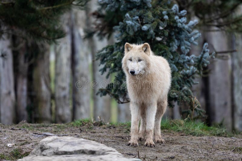White wolf in the forest stock image. Image of closeup - 240186391