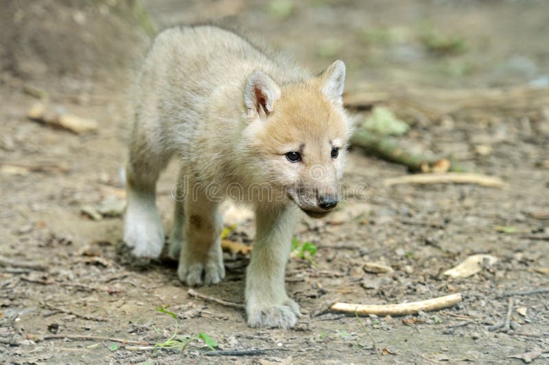 White wolf cub stock photo. Image of wolf, nature, suckling - 20259100