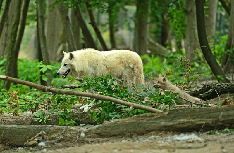 White wolf in forest stock photo. Image of predatory - 27400452