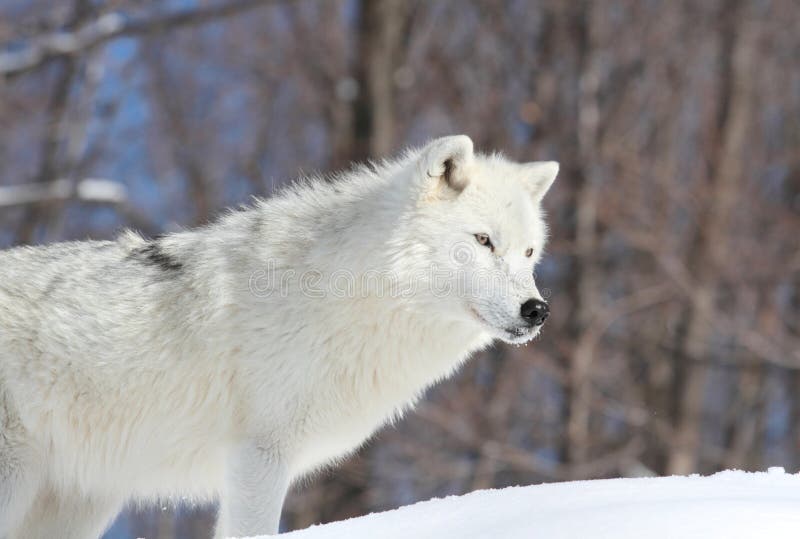 White wolf in forest stock photo. Image of beauty, wildlife - 29298116