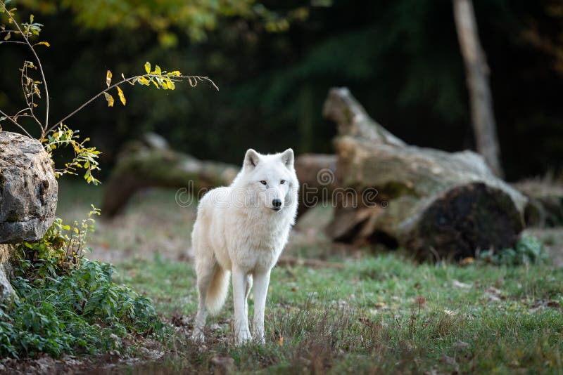 White wolf in the forest stock photo. Image of nose - 166428972