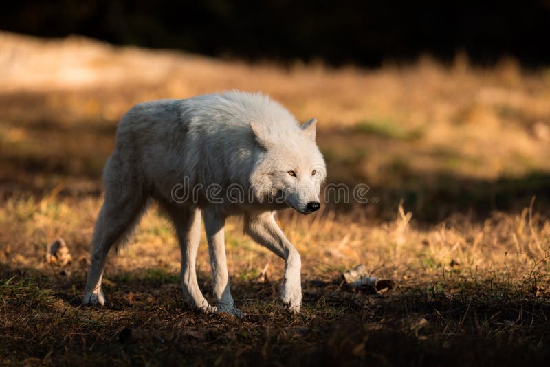 White wolf in the forest stock photo. Image of nature - 166429088