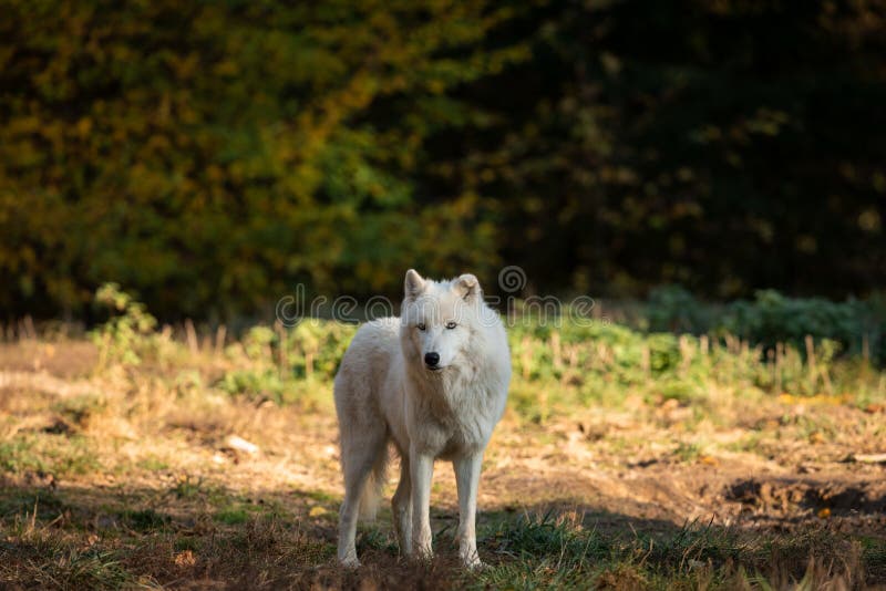 White wolf in the forest stock image. Image of natural - 166429237