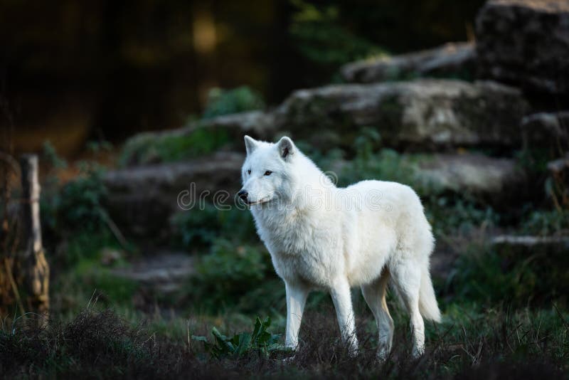 White wolf in the forest stock photo. Image of black - 166429448