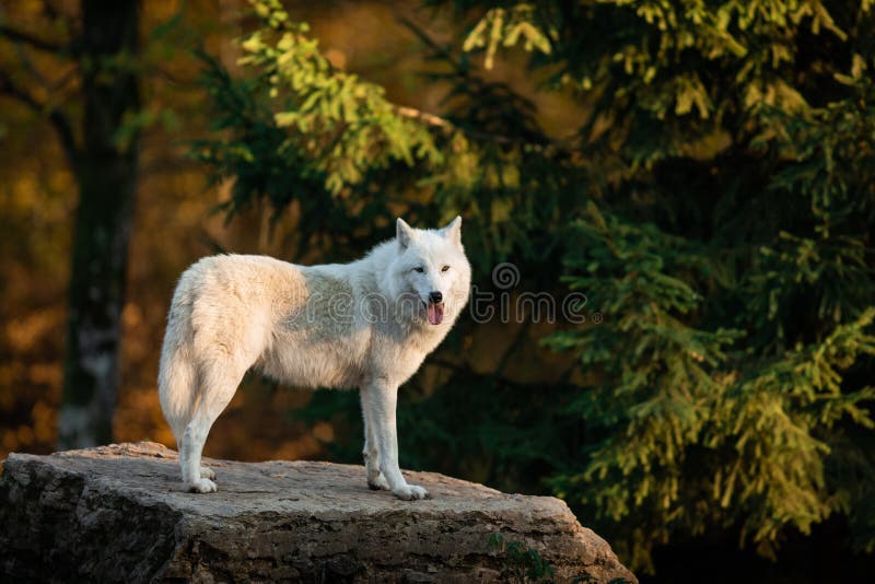 White wolf in the forest stock photo. Image of nose - 166429558