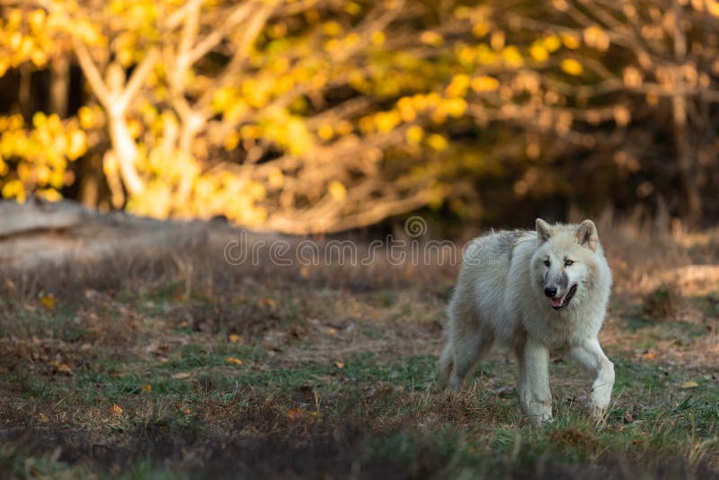 White wolf in the forest stock image. Image of nature - 166429595
