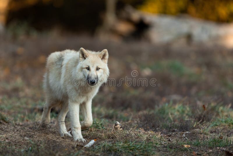White wolf in the forest stock photo. Image of close - 166429704