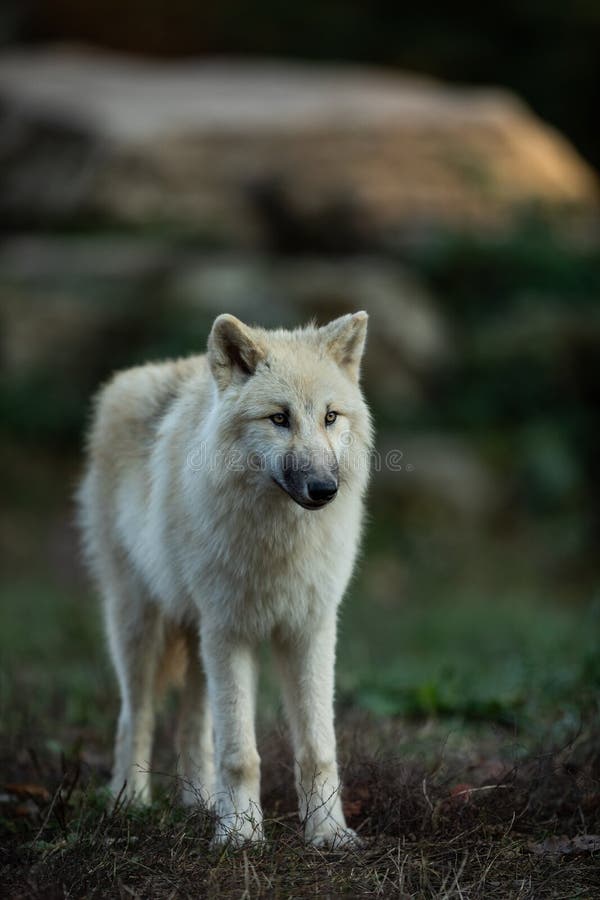 White wolf in the forest stock image. Image of macro - 166429777