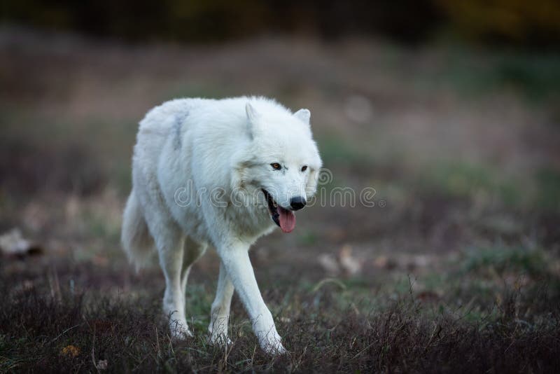 White wolf in the forest stock image. Image of danger - 166429943