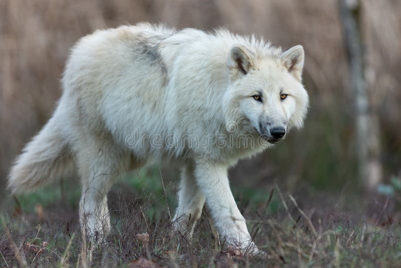 White wolf in the forest stock photo. Image of nature - 166429992