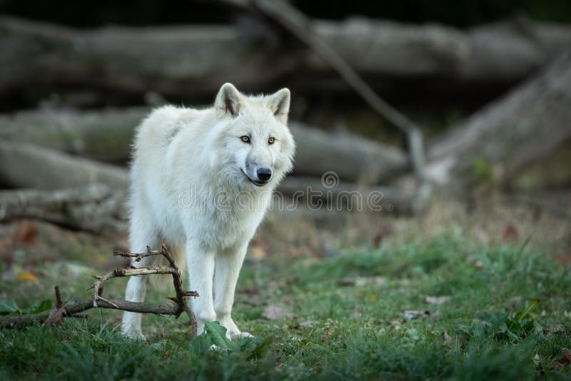 White wolf in the forest stock image. Image of front - 166430029