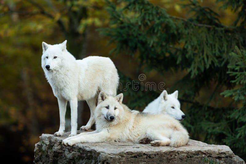 White wolf in the forest stock photo. Image of cold - 166430110