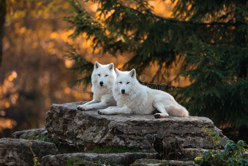 White wolf in the forest stock image. Image of lupus - 166430937