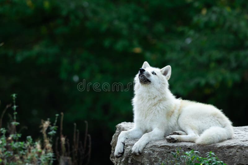 White wolf in the forest stock image. Image of beautiful - 166434393
