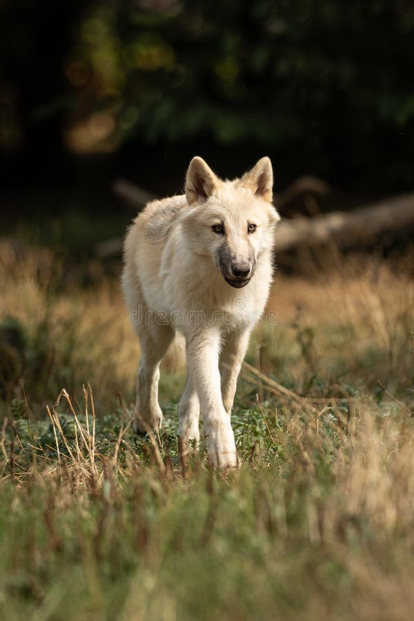 White wolf in the forest stock image. Image of mammal - 166440369