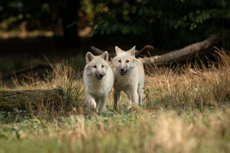White wolf in the forest stock photo. Image of carnivore - 166440374