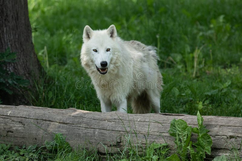 White wolf in the forest stock image. Image of occidentalis - 163772909