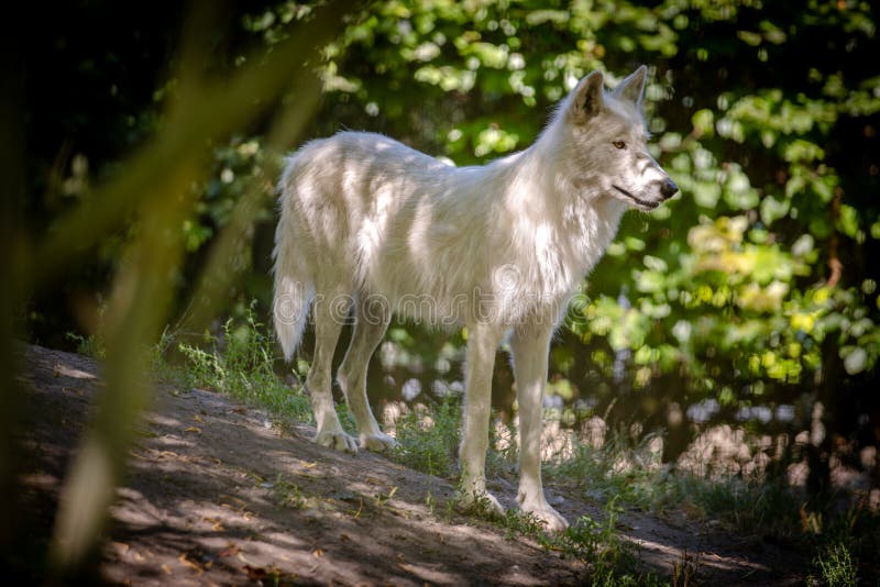 An Alert White Wolf in the Forest Stock Image - Image of forest, white ...