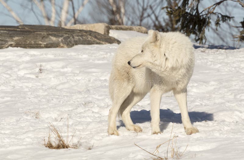 White Wolf Looking Back Behind HIm Stock Photo - Image of arctos, view ...