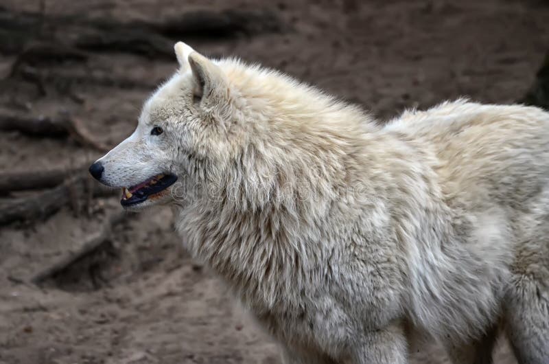 White wolf stock photo. Image of teeth, wild, predator - 60598128