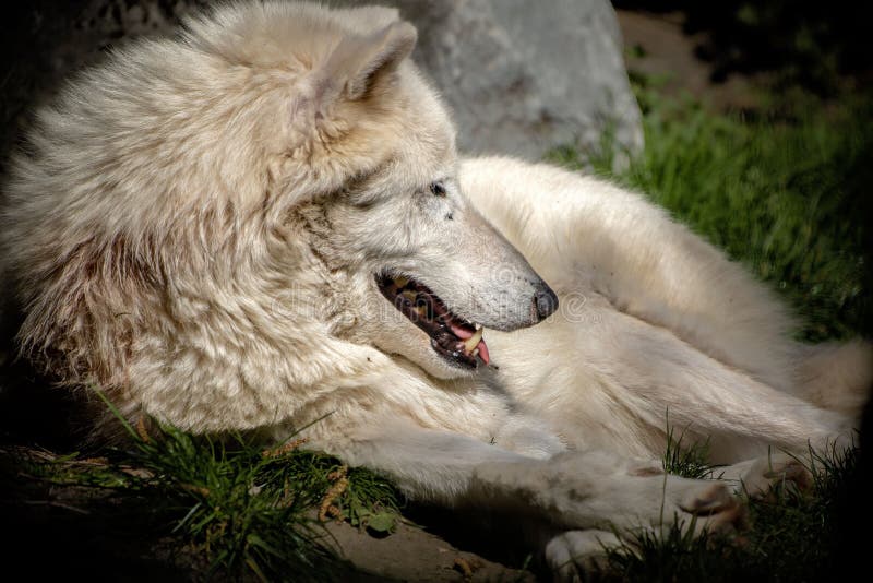 White Wolf Lying on Grassland Stock Image - Image of furry, animal ...