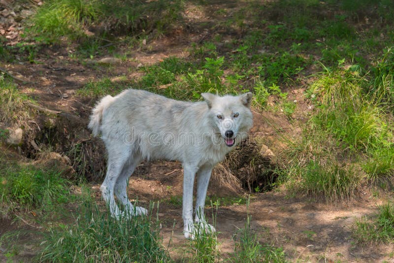 White Wolf in a Nature Reserve in Canada Stock Image - Image of ...