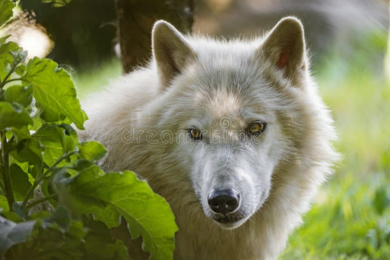 White Wolf Near a Bush in the Forest Stock Image - Image of animals ...