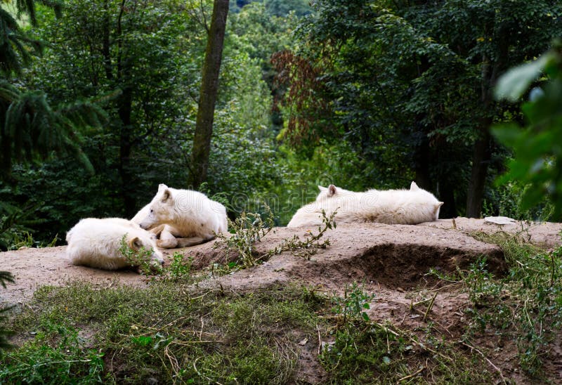 White Wolf Pack Lying in the Forest Stock Image - Image of rare, mammal ...