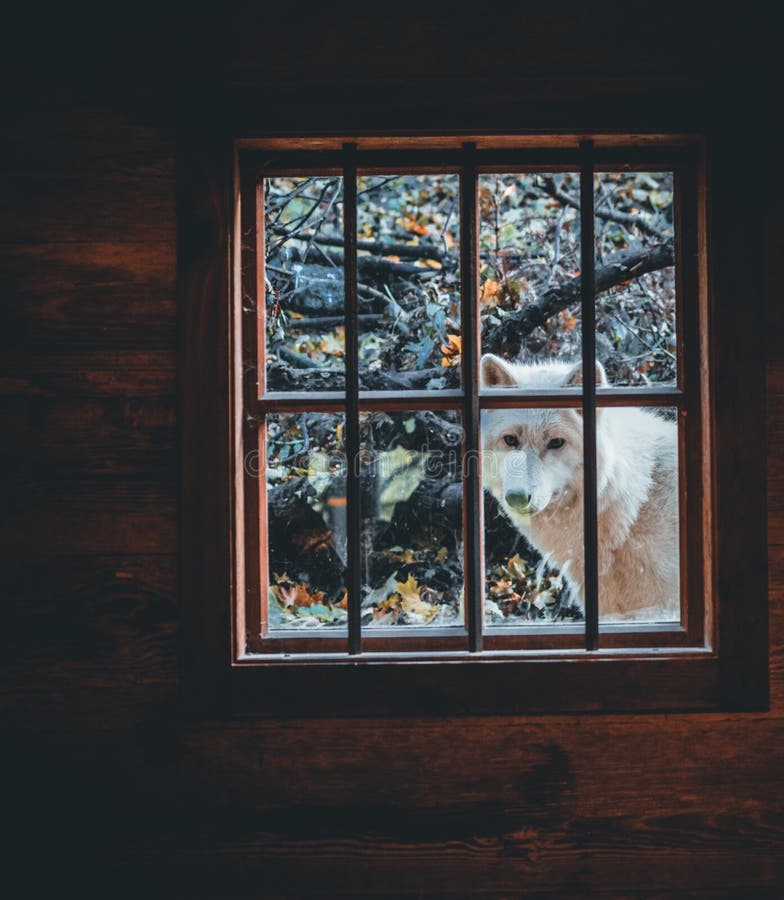White Wolf Portrait in the Autumn Forest Stock Photo - Image of forest ...
