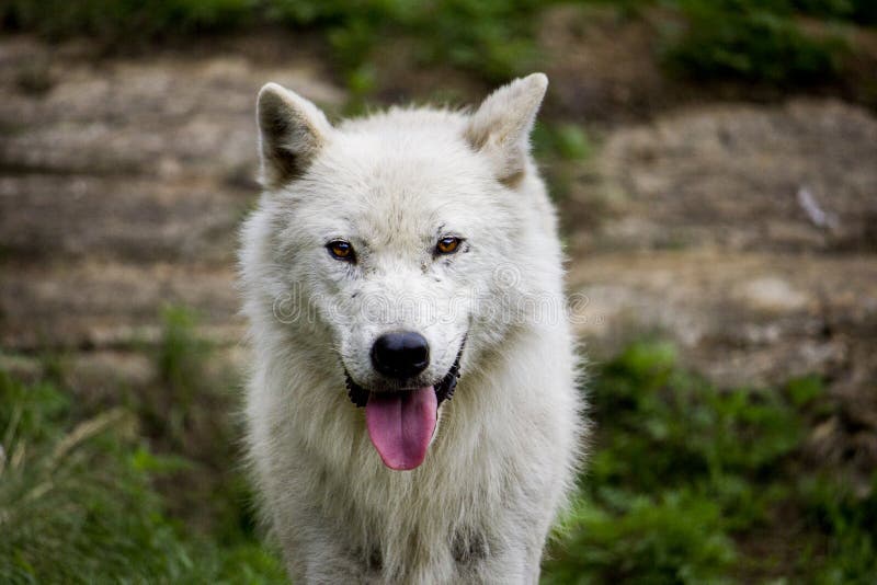 White Wolf Portrait stock photo. Image of blanc, canadian - 75810376