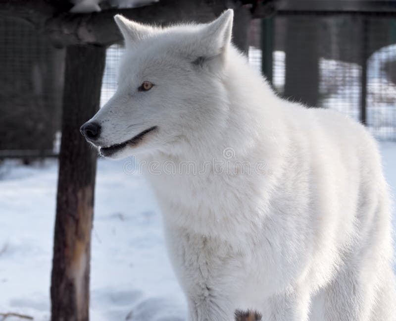 White Wolf Laying at the Snow Close-up Stock Photo - Image of beast ...