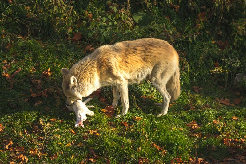 White Wolf with Prey in Teeth in Nature Stock Photo - Image of creature ...