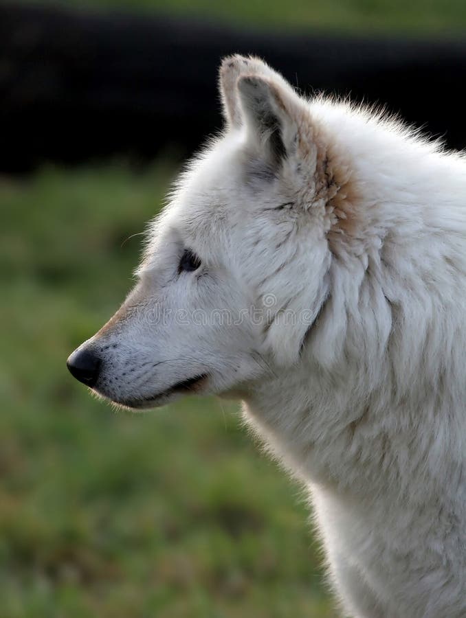White Wolf Side View