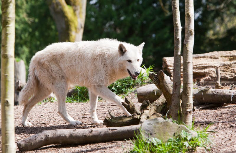 White Wolf on the Prowl stock image. Image of woods, hunt - 29267873