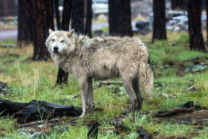 White wolf in the rain stock image. Image of arctic, green - 76788743