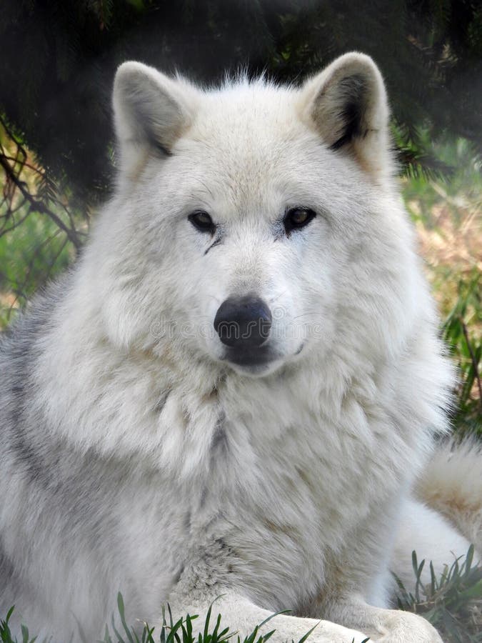 White Wolf Resting in Summer Heat in NewYorkState Stock Photo - Image ...