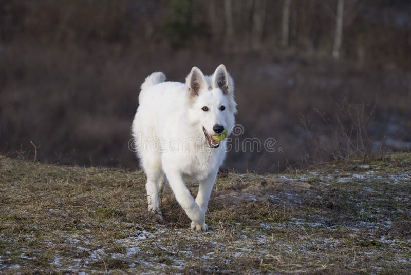White wolf in the run stock image. Image of winter, dash - 18071207