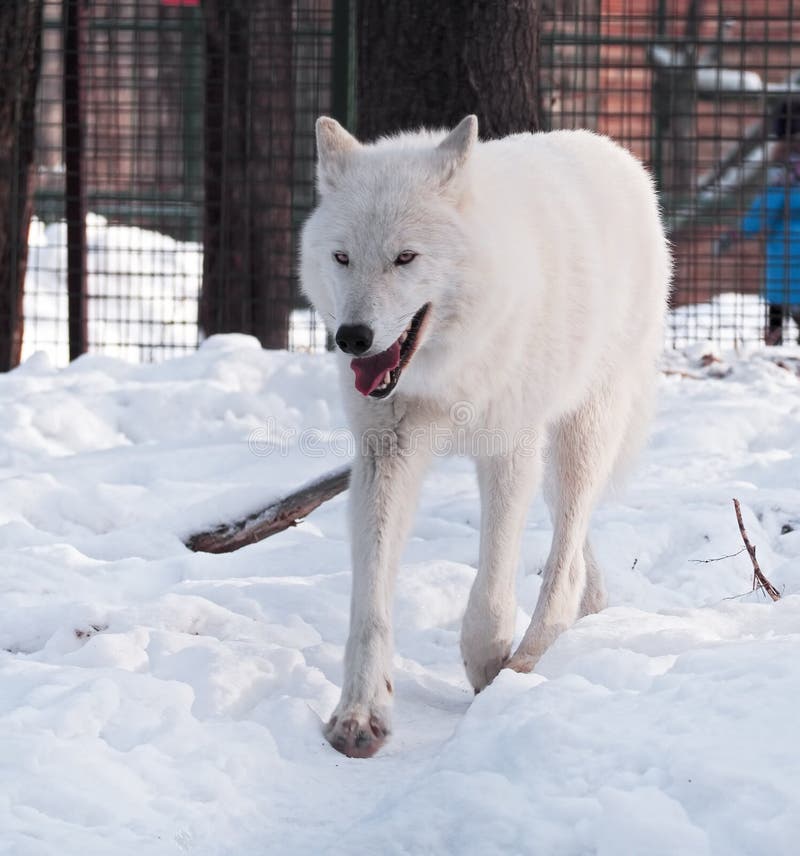 White Wolf Laying at the Snow Close-up Stock Photo - Image of beast ...