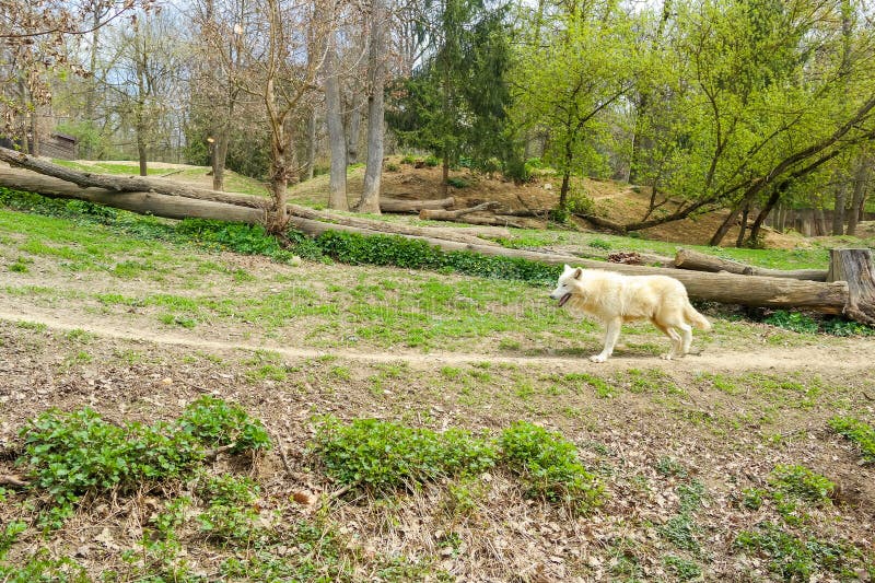 A White Wolf Runs Around the Enclosure at the Brno Zoo. Pack of Wolves ...